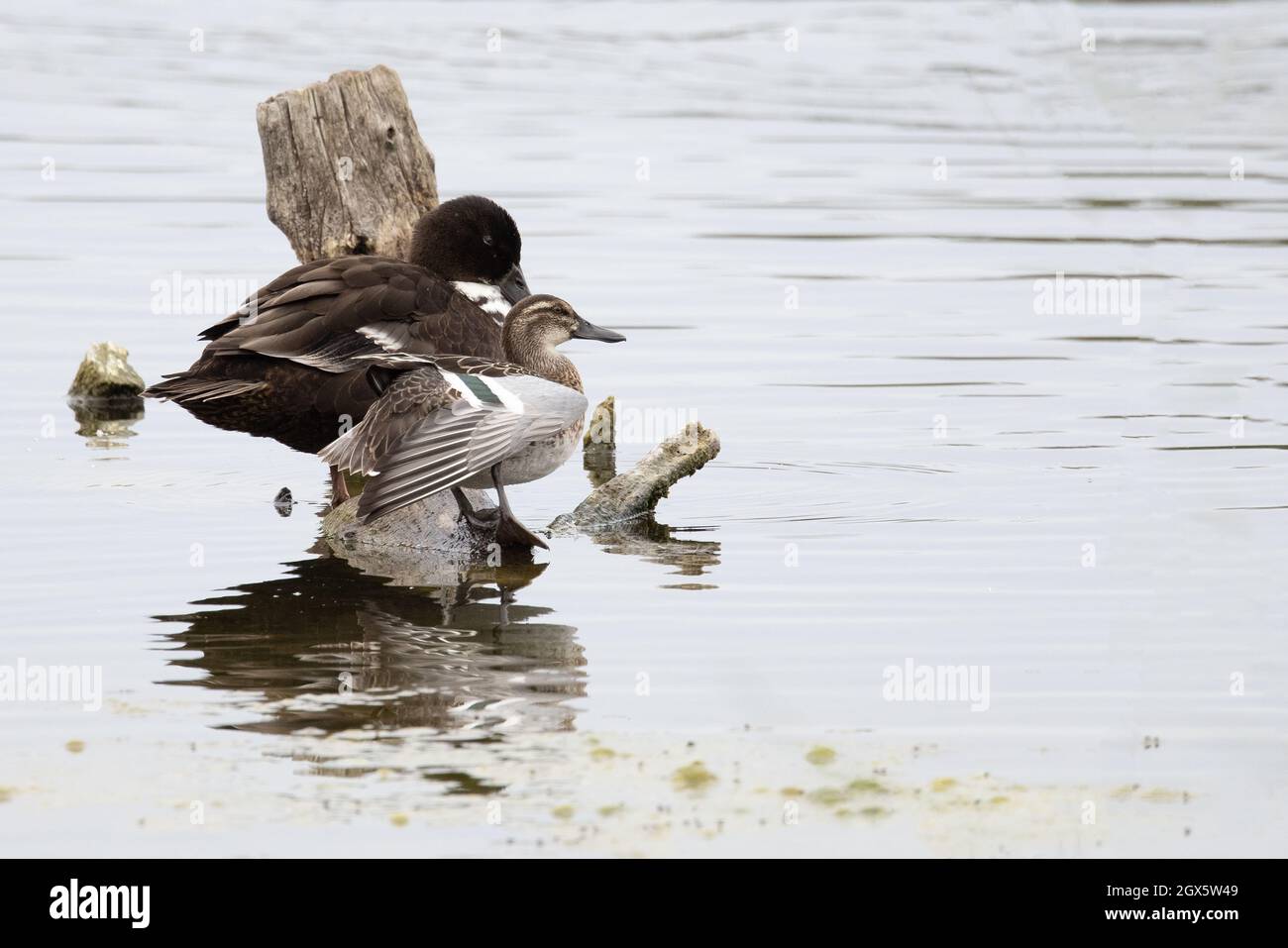 Garganey (Anas querquedula) eclipse drake wing stretching Strumpshaw ...