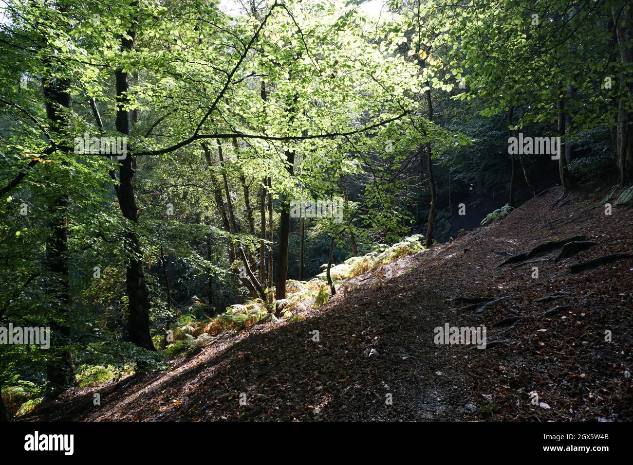 Pretty woods hi-res stock photography and images - Alamy