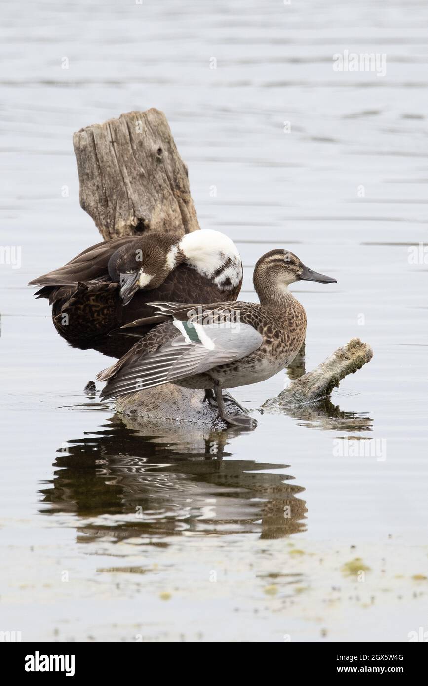 Garganey (Anas querquedula) eclipse drake wing stretching Strumpshaw ...