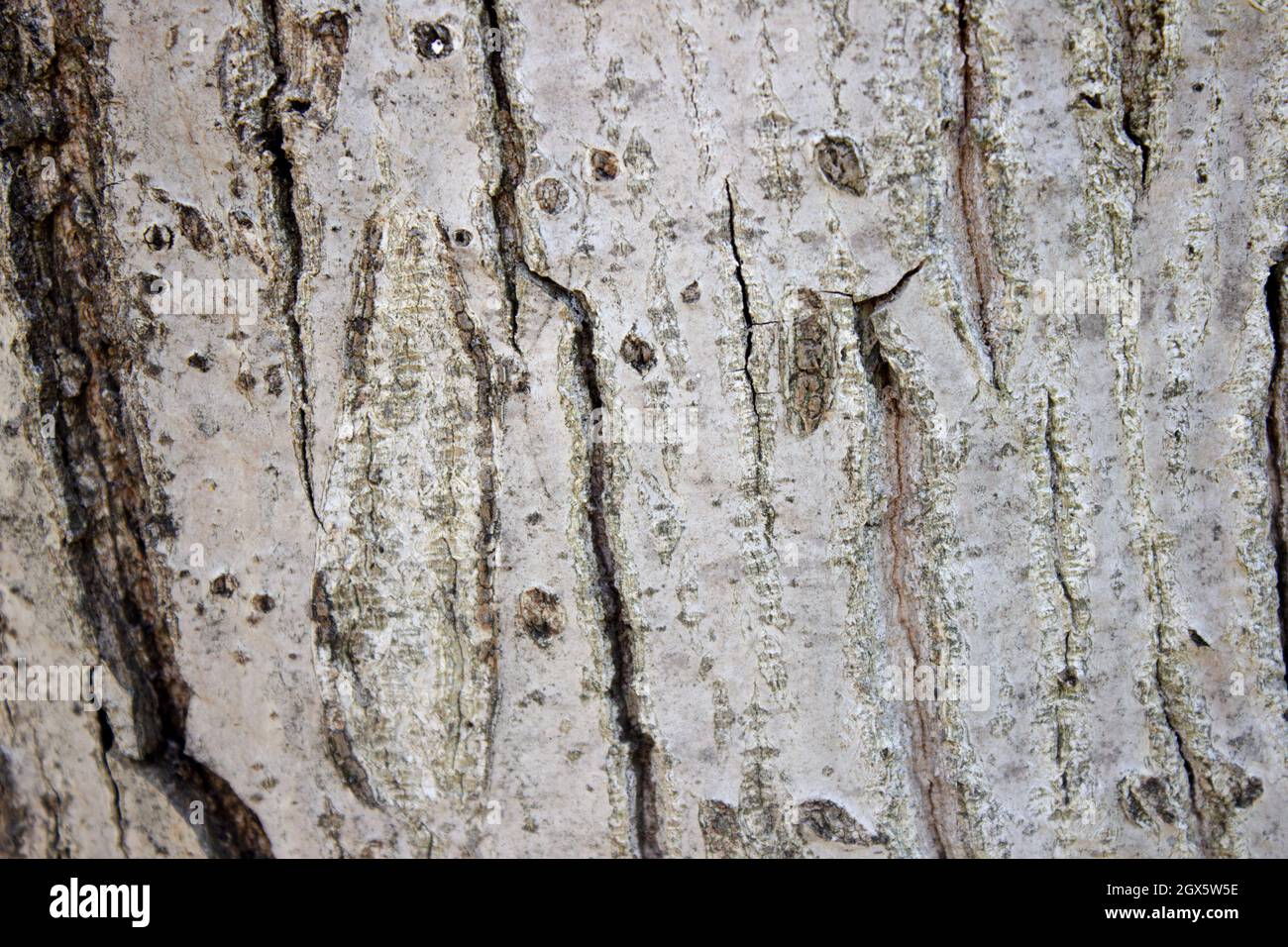 Background texture of tree bark. The trunk of an old walnut. Bark on a ...