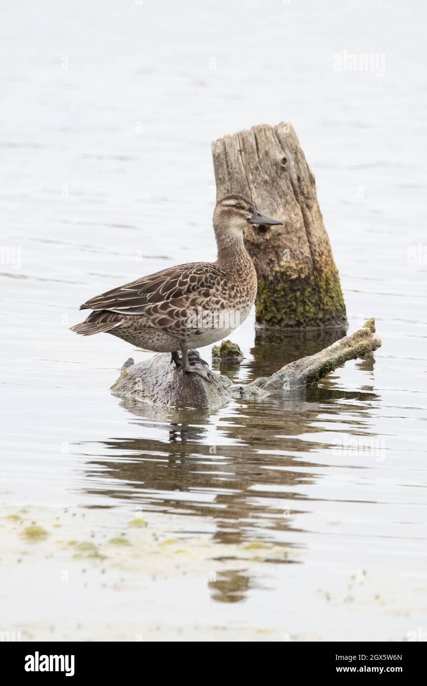Garganey breeding plumage hi-res stock photography and images - Alamy