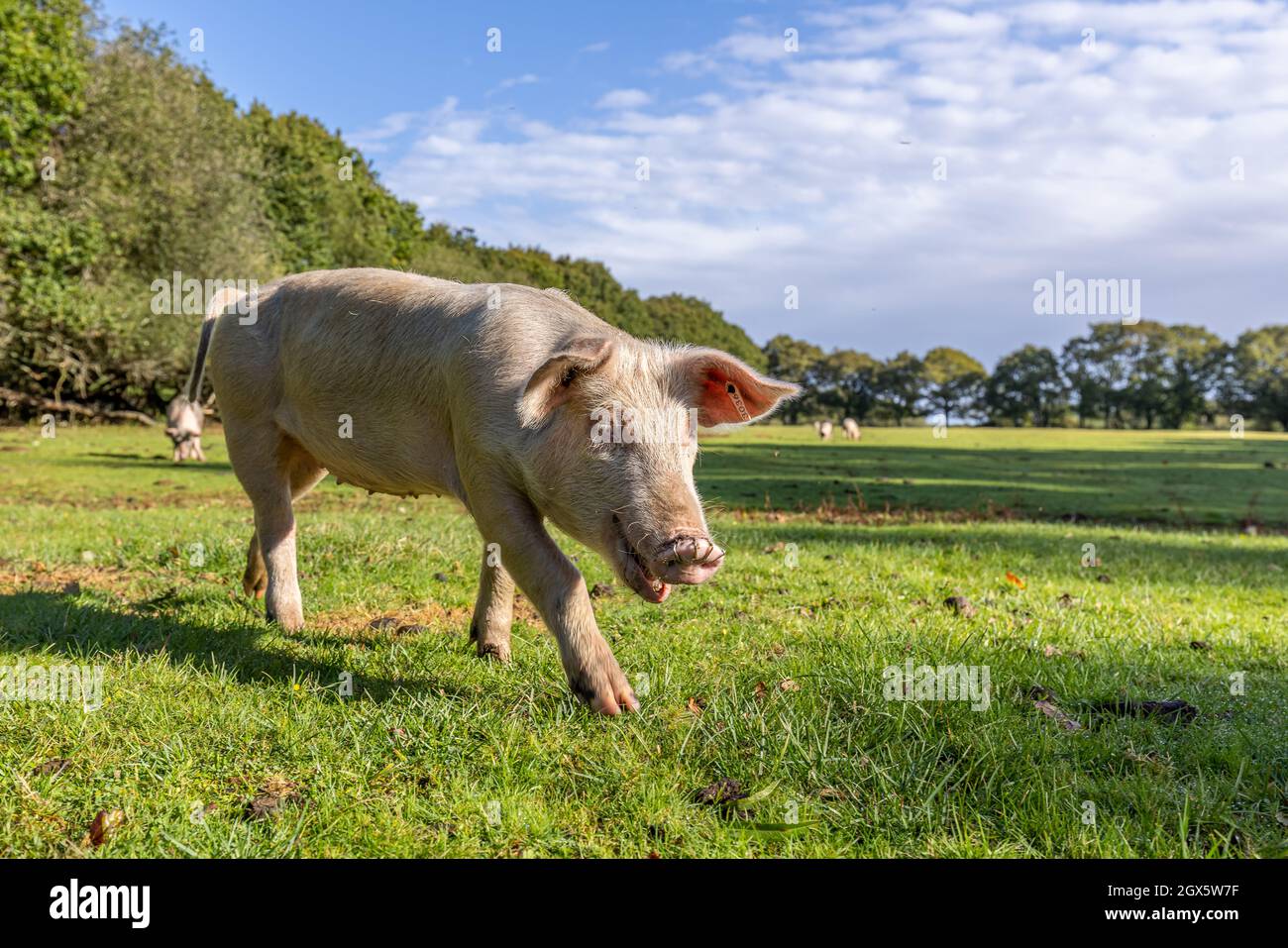 New forest pigs during pannage Stock Photo - Alamy