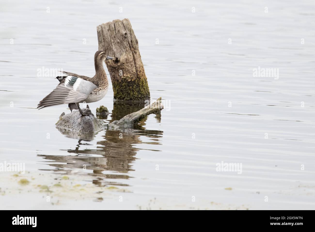 Garganey (Anas querquedula) eclipse drake wing stretching Strumpshaw ...