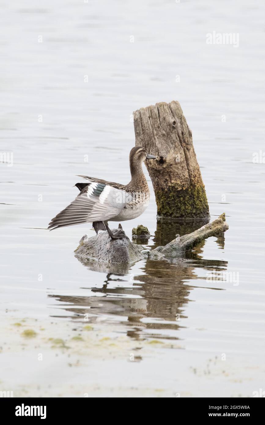 Garganey non breeding plumage hi-res stock photography and images - Alamy