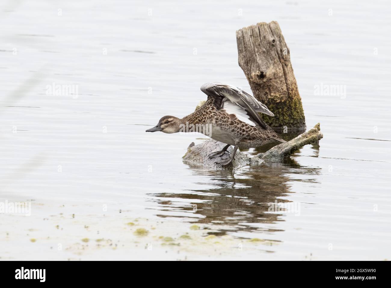 Garganey non breeding plumage hi-res stock photography and images - Alamy