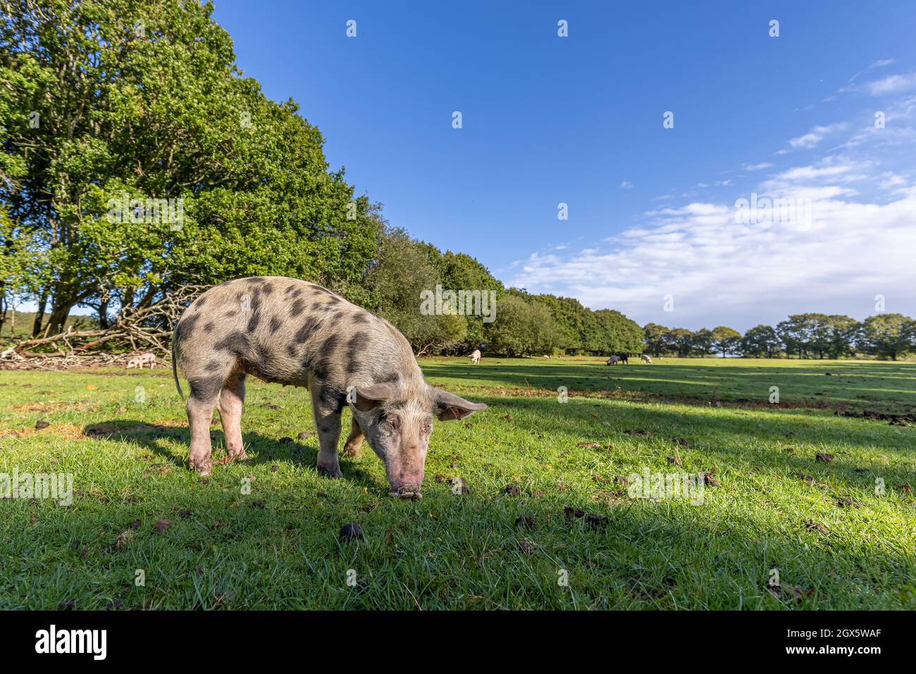 New forest pigs during pannage Stock Photo - Alamy