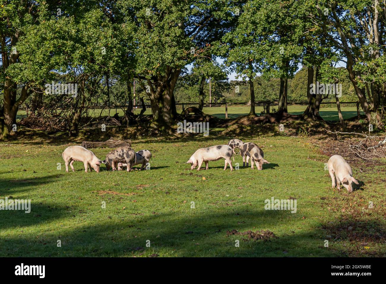 New forest pigs during pannage Stock Photo - Alamy