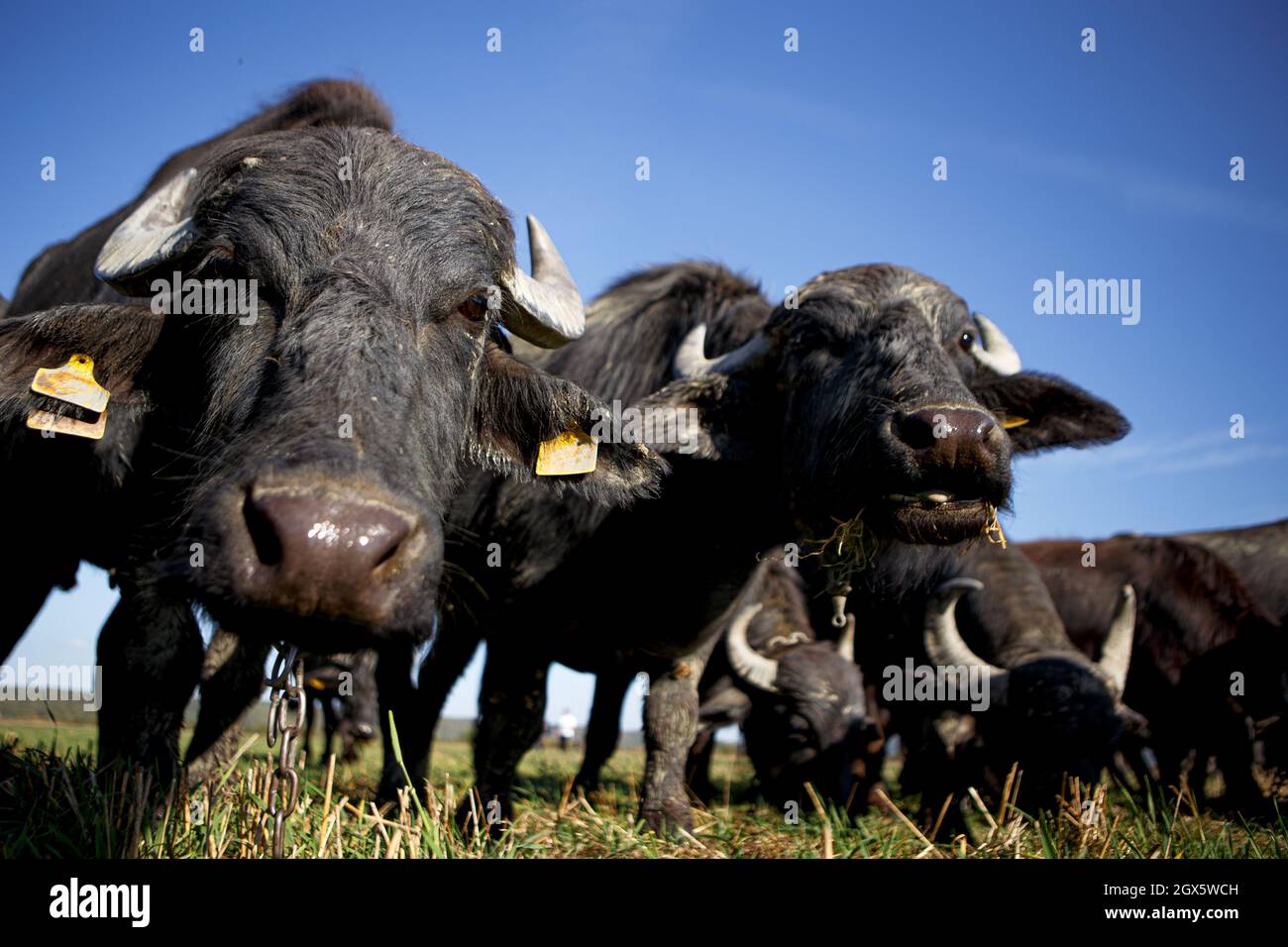 ZAKARPATTIA REGION, UKRAINE - OCTOBER 03, 2021 - Buffaloes graze on the ...