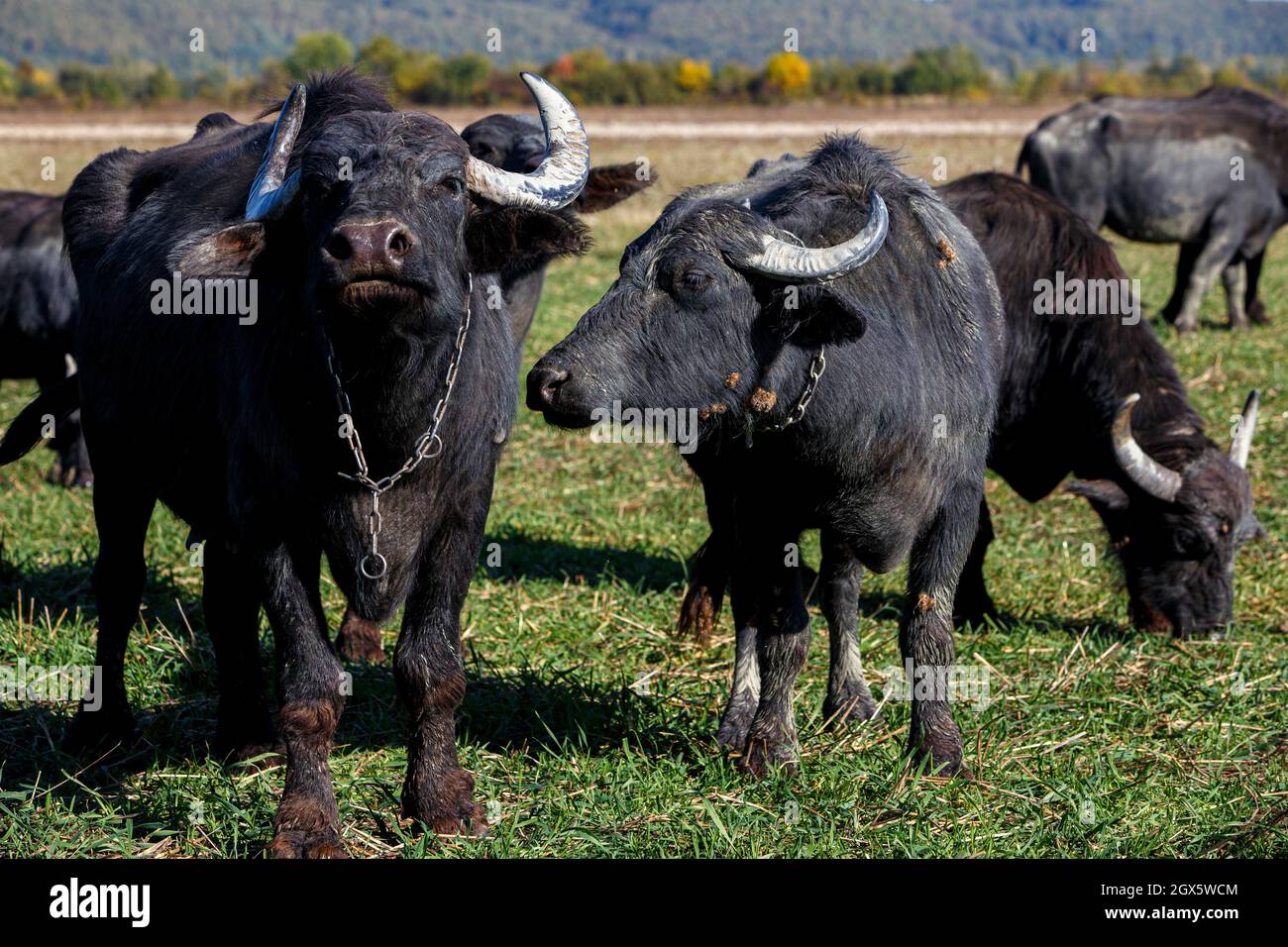 ZAKARPATTIA REGION, UKRAINE - OCTOBER 03, 2021 - Buffaloes graze on the ...