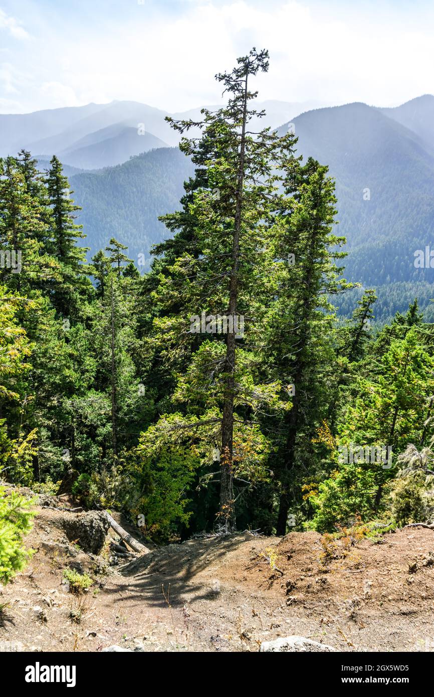 Tree grow on a steep slope at Hurricane Ridge in Washington State Stock ...