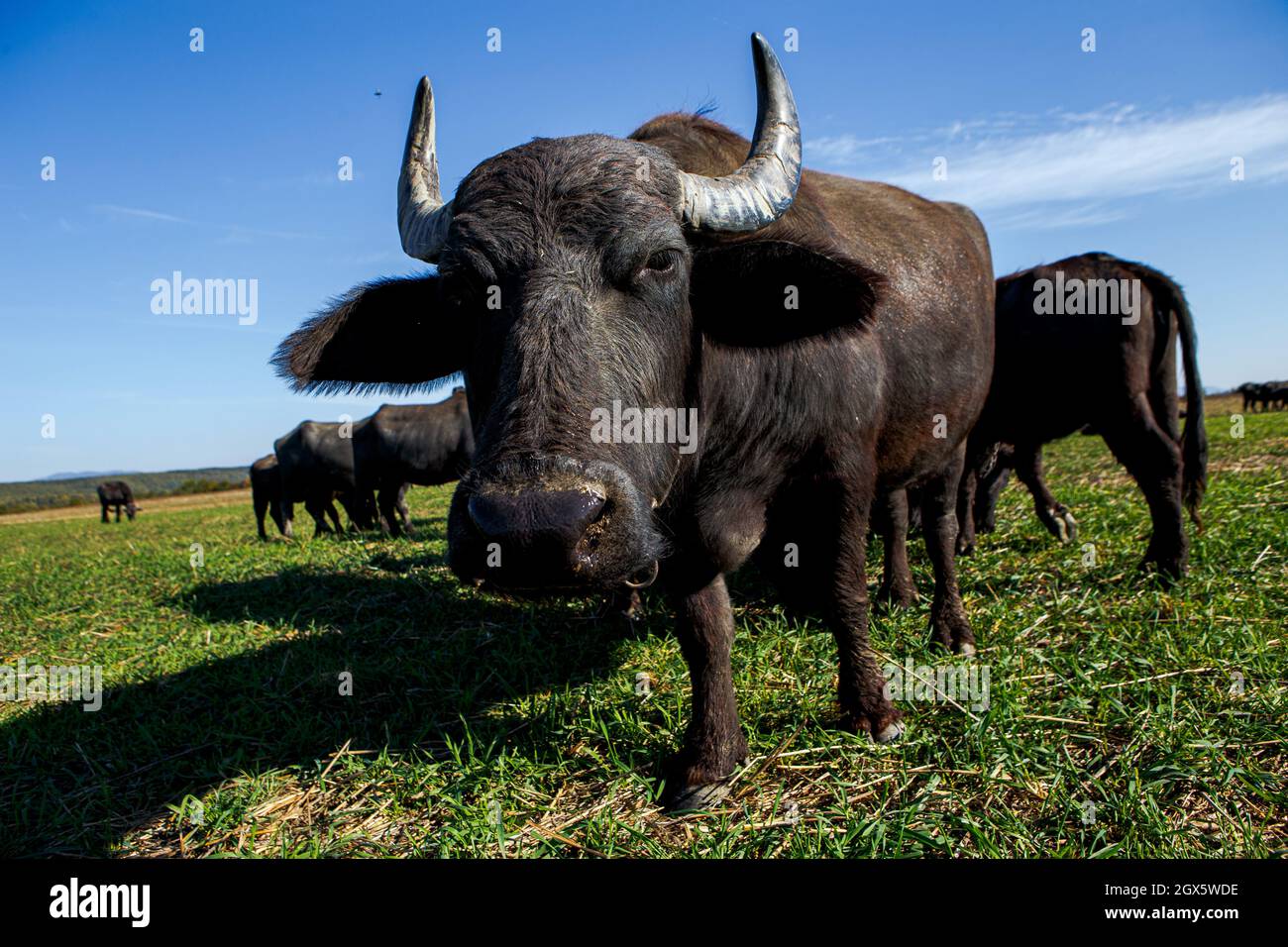 Buffaloe hi-res stock photography and images - Alamy