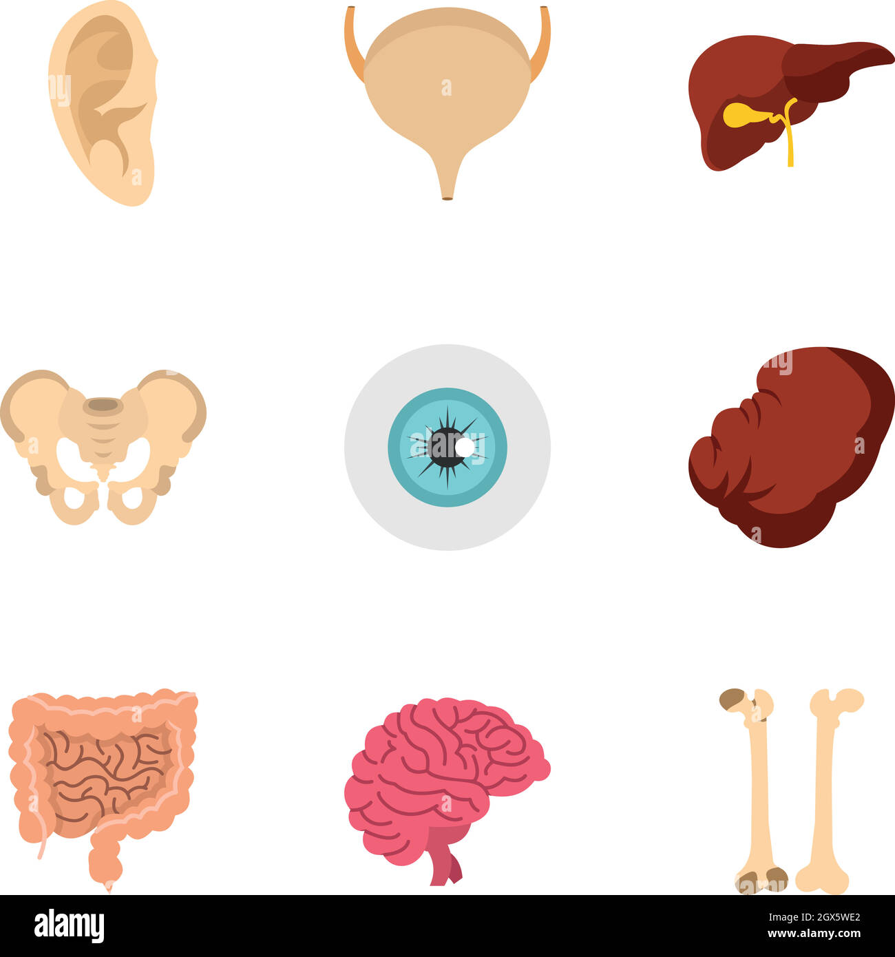 Anatomy icons set, flat style Stock Vector Image & Art - Alamy