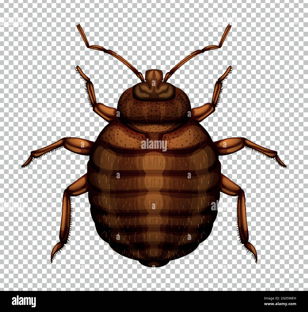 Brown bug on transparent background Stock Vector Image & Art - Alamy
