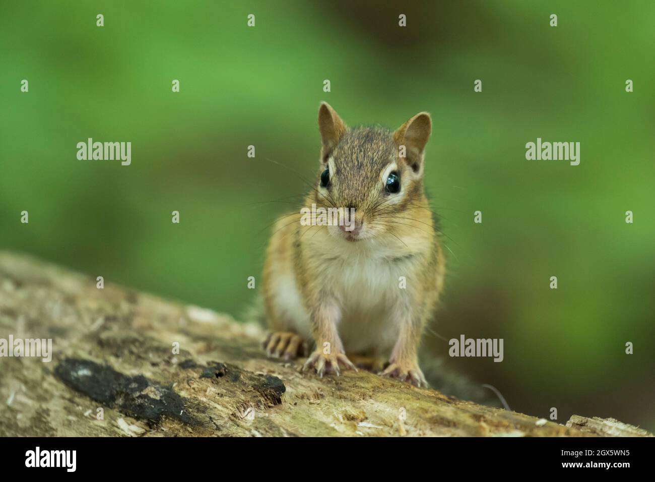 eastern chipmunk (Tamias striatus) in early fall Stock Photo - Alamy