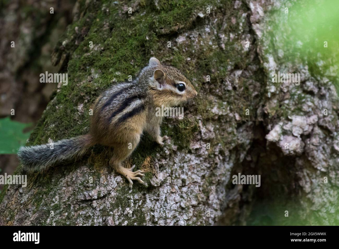 Baby Eastern Chipmunk