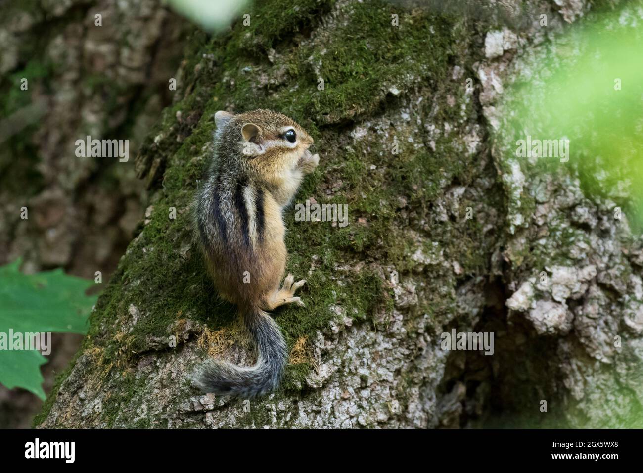 Baby eastern chipmunk (Tamias striatus) in early fall Stock Photo - Alamy