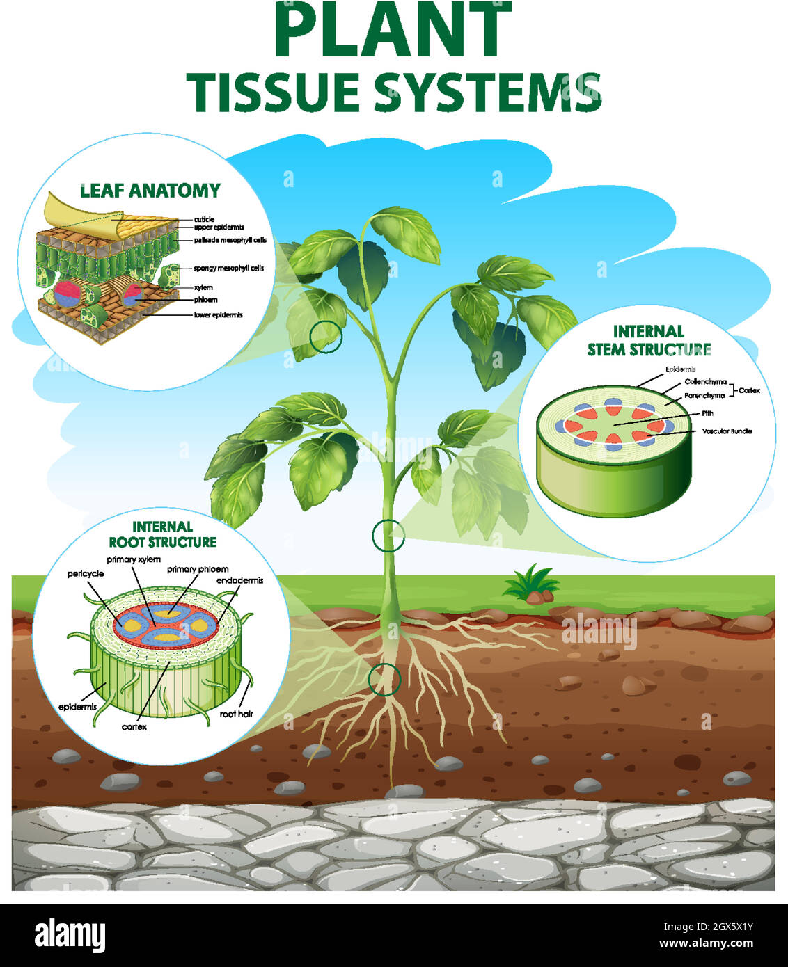 Diagram showing Plant Tissue Systems Stock Vector Image & Art - Alamy