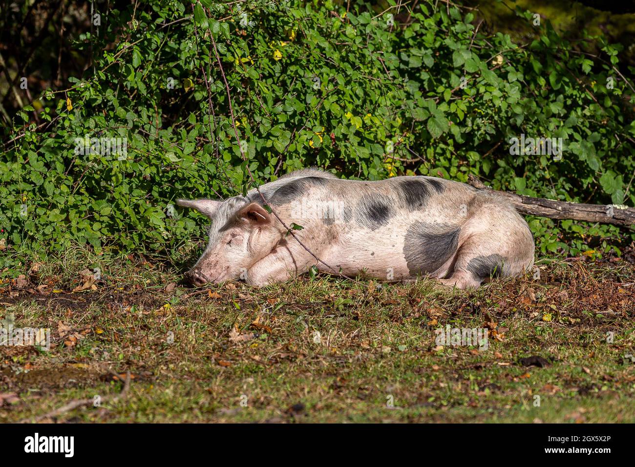 New forest pigs during pannage Stock Photo - Alamy