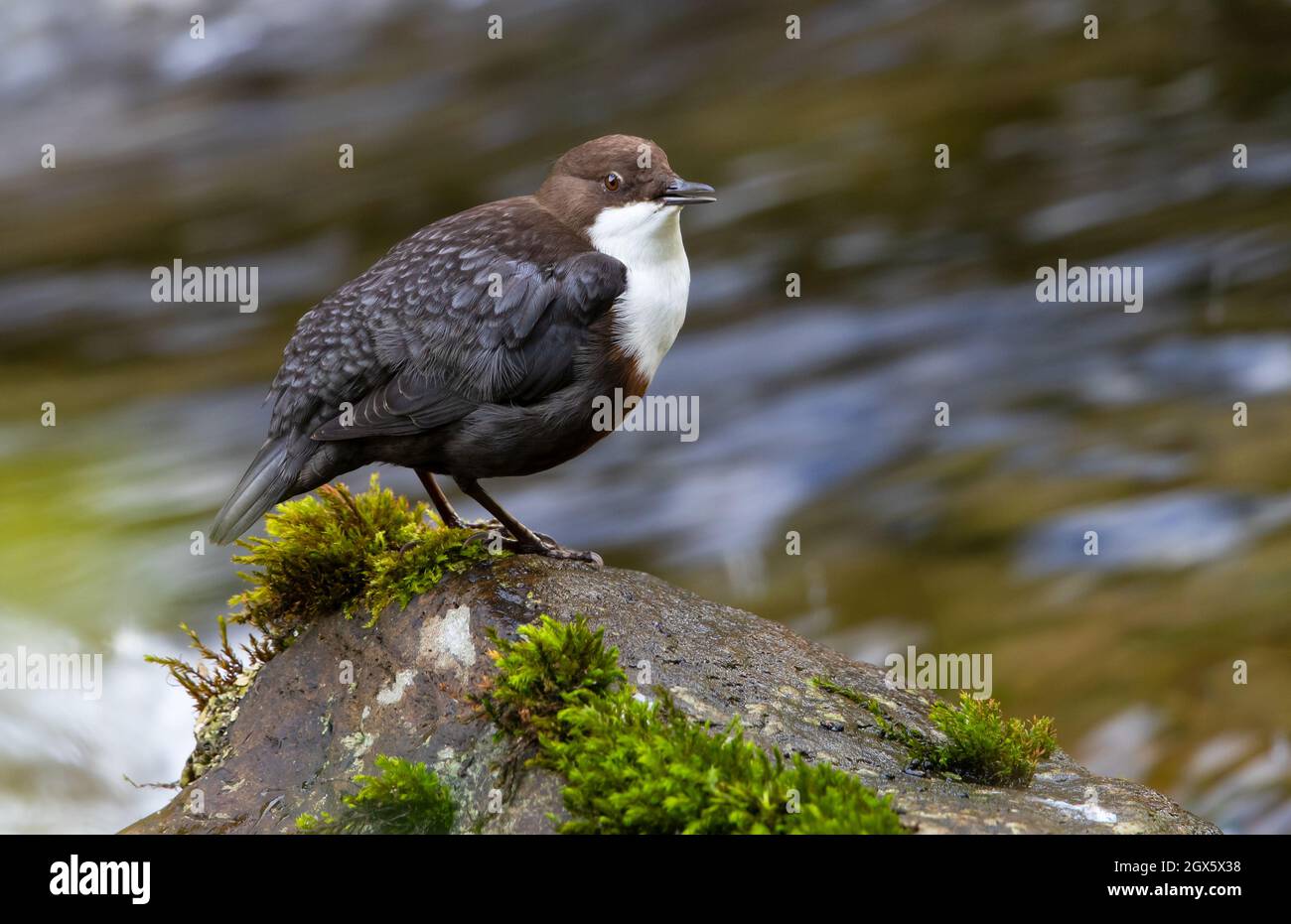 Dipper in a typical stream on Exmoor Stock Photo - Alamy