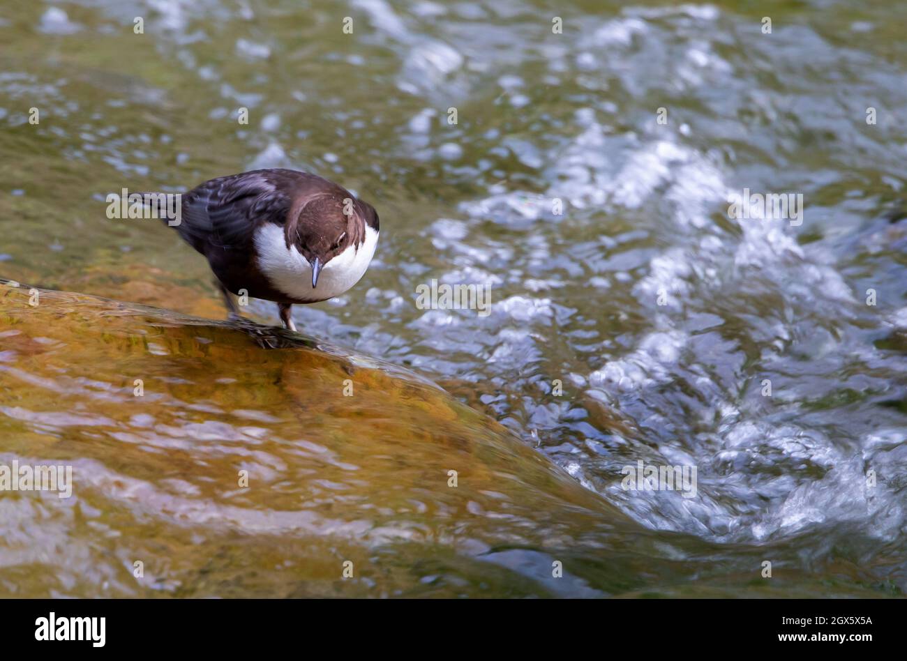 Dipper in a typical stream on Exmoor Stock Photo - Alamy