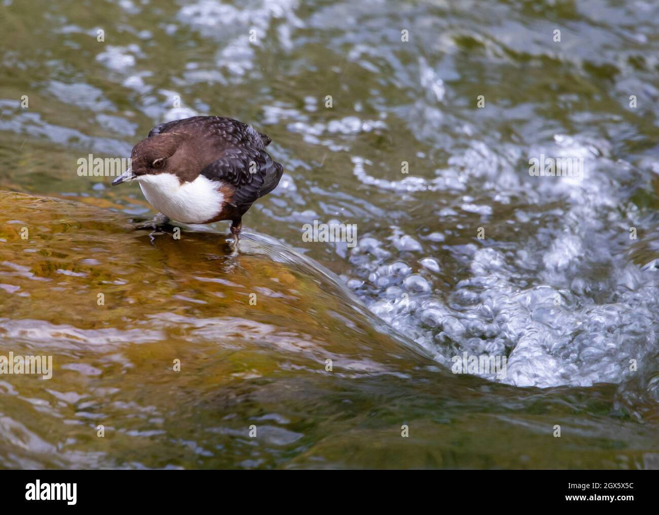 Dipper in a typical stream on Exmoor Stock Photo - Alamy