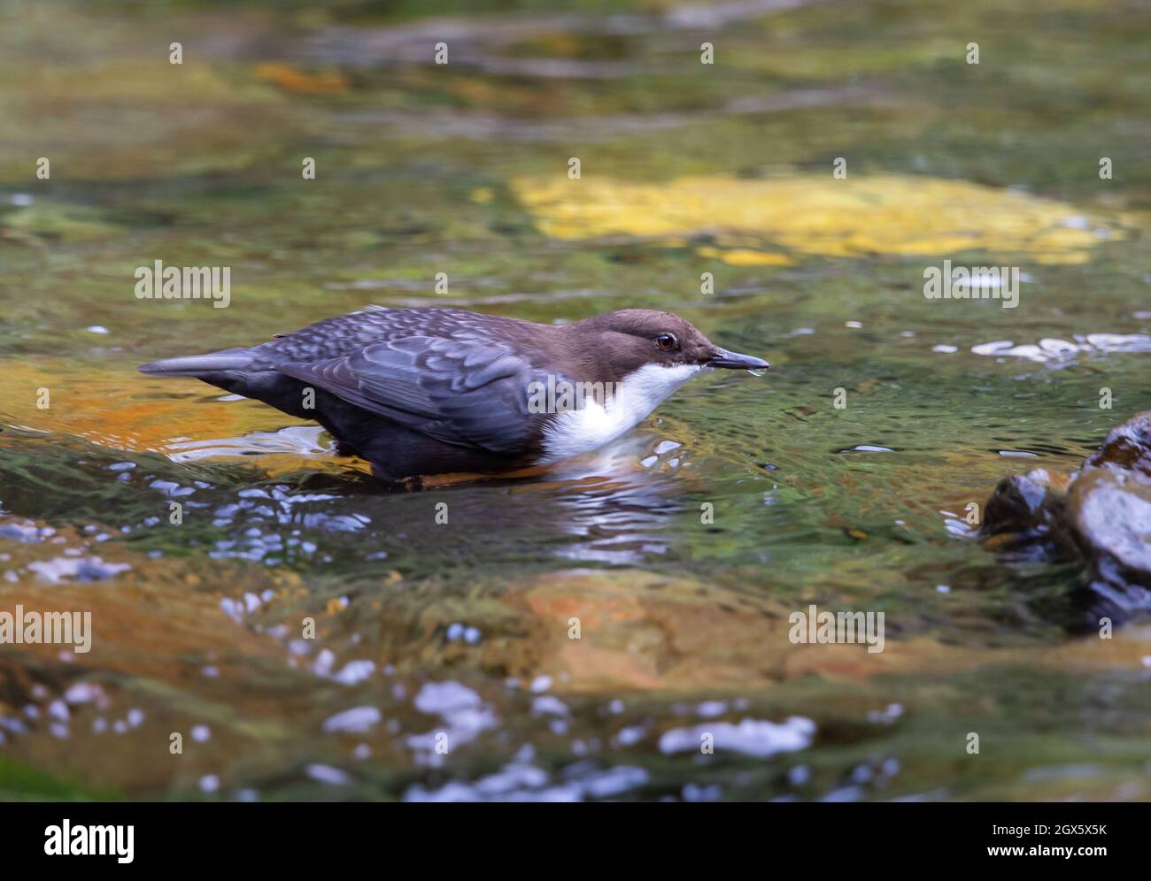 Dipper in a typical stream on Exmoor Stock Photo - Alamy