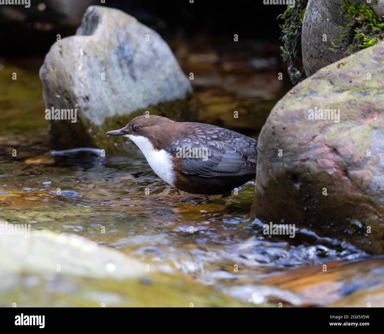 Dipper in a typical stream on Exmoor Stock Photo - Alamy