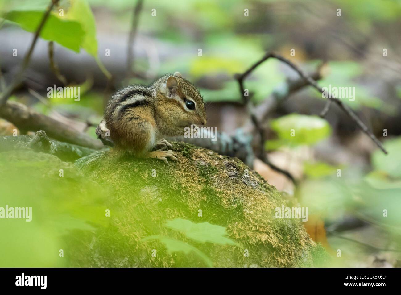 Baby Eastern Chipmunk