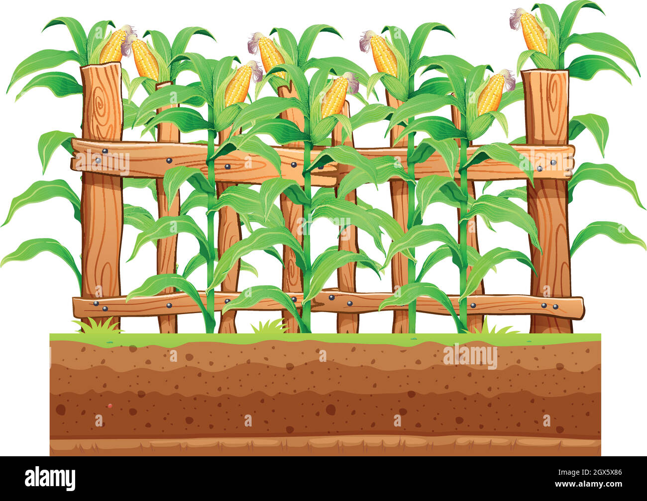 Corn Farm Clipart Background