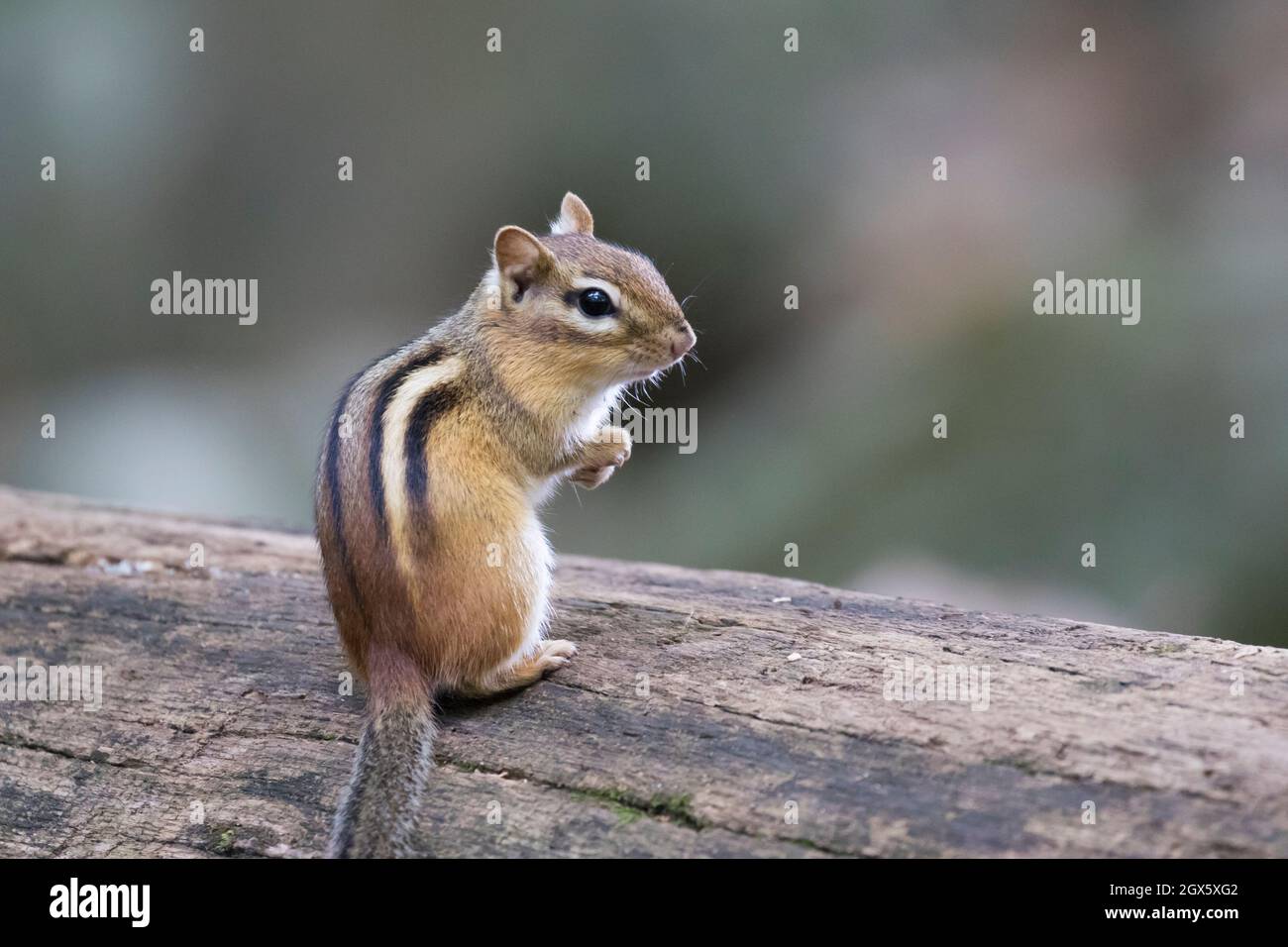 Tamia animal hi-res stock photography and images - Alamy