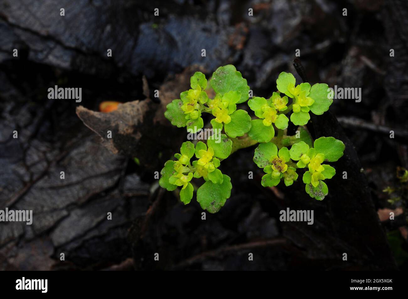 Opposite-leaved golden saxifrage in flower Stock Photo - Alamy