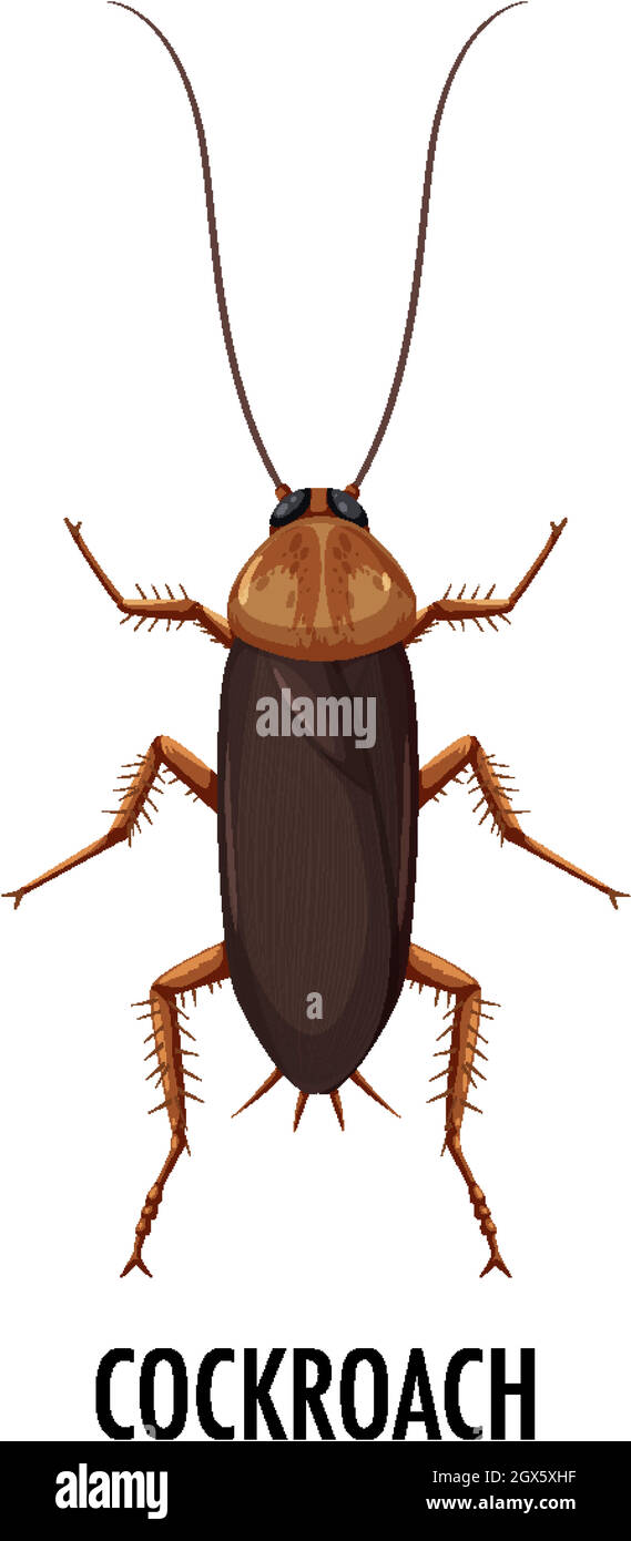Cockroach isolated on white background Stock Vector Image & Art - Alamy
