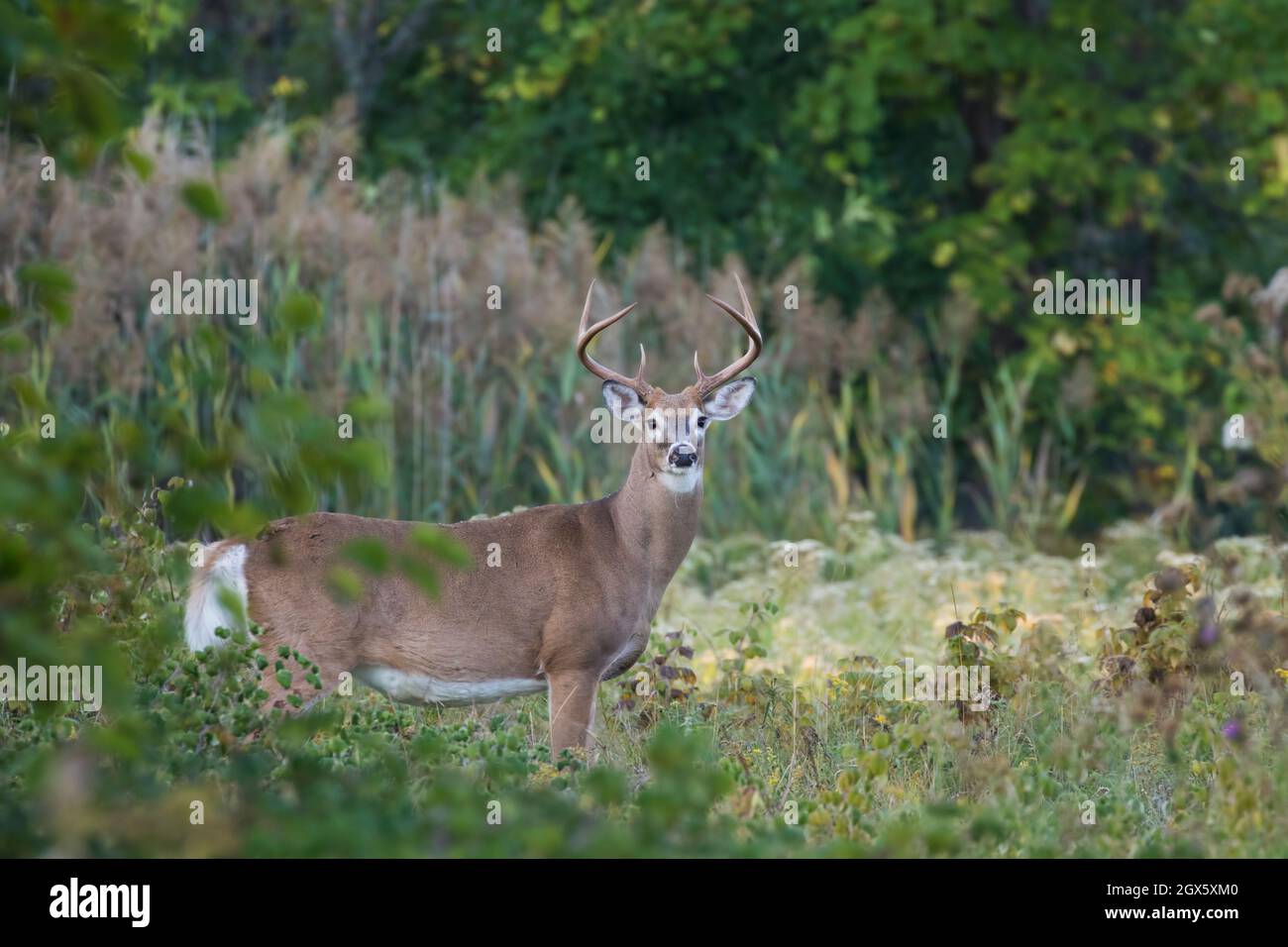 Two males white-tailed deer in fall season Stock Photo - Alamy