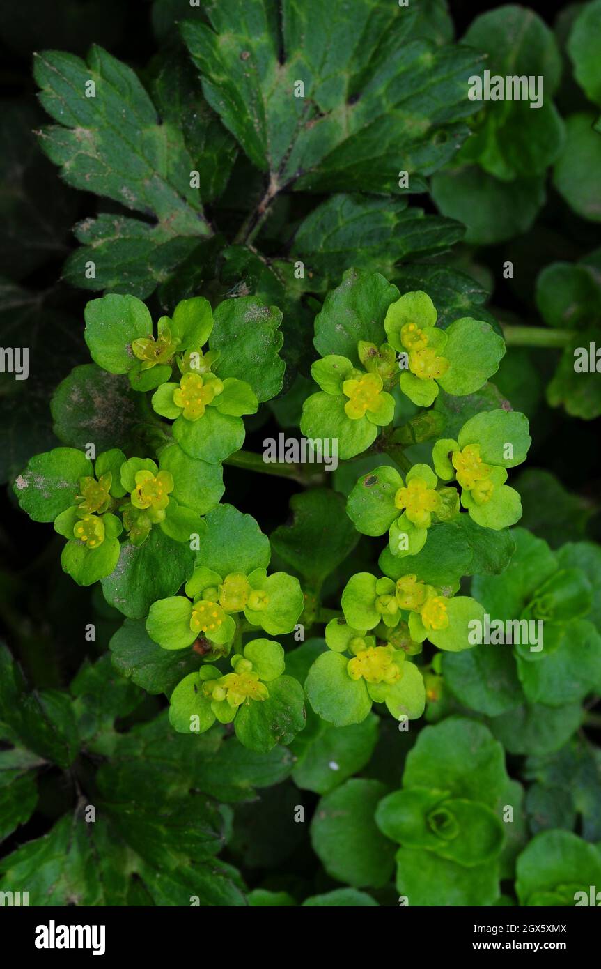 Opposite-leaved golden saxifrage in flower Stock Photo - Alamy