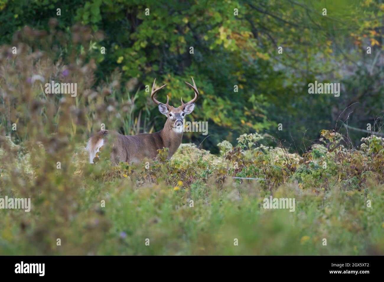 Two males white-tailed deer in fall season Stock Photo - Alamy