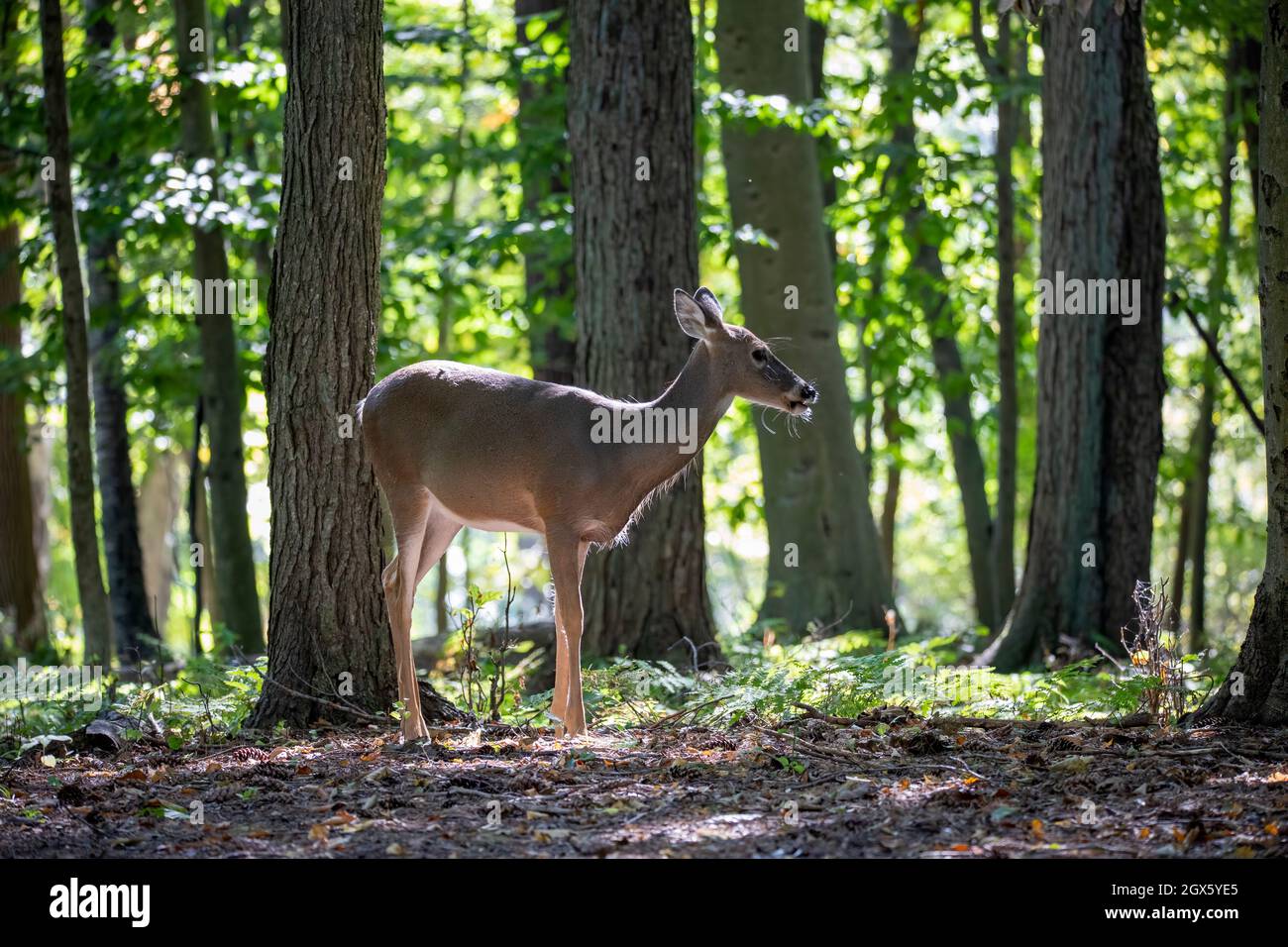 The white-tailed deer or Virginia deer in the autumn forest Stock Photo ...