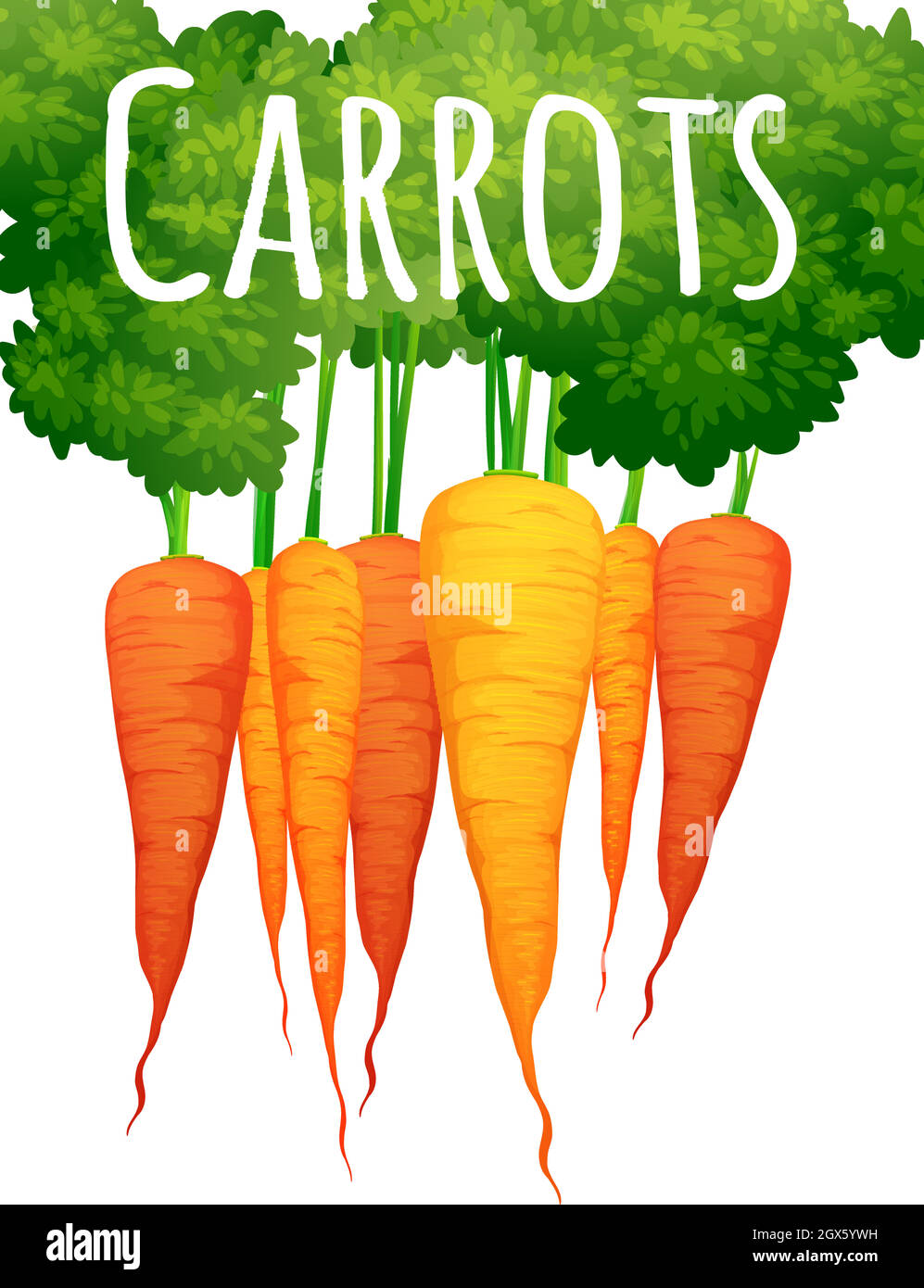 Fresh carrots with text design Stock Vector Image & Art - Alamy