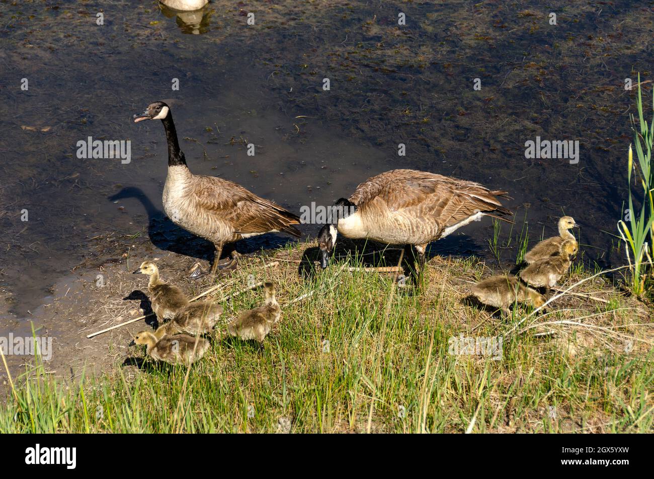 family ducks swim on the water on a lake in Bryce Canyon National Park ...