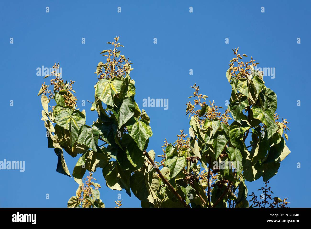 Princess-tree, upper branches, green leaves, golden seed pods ...