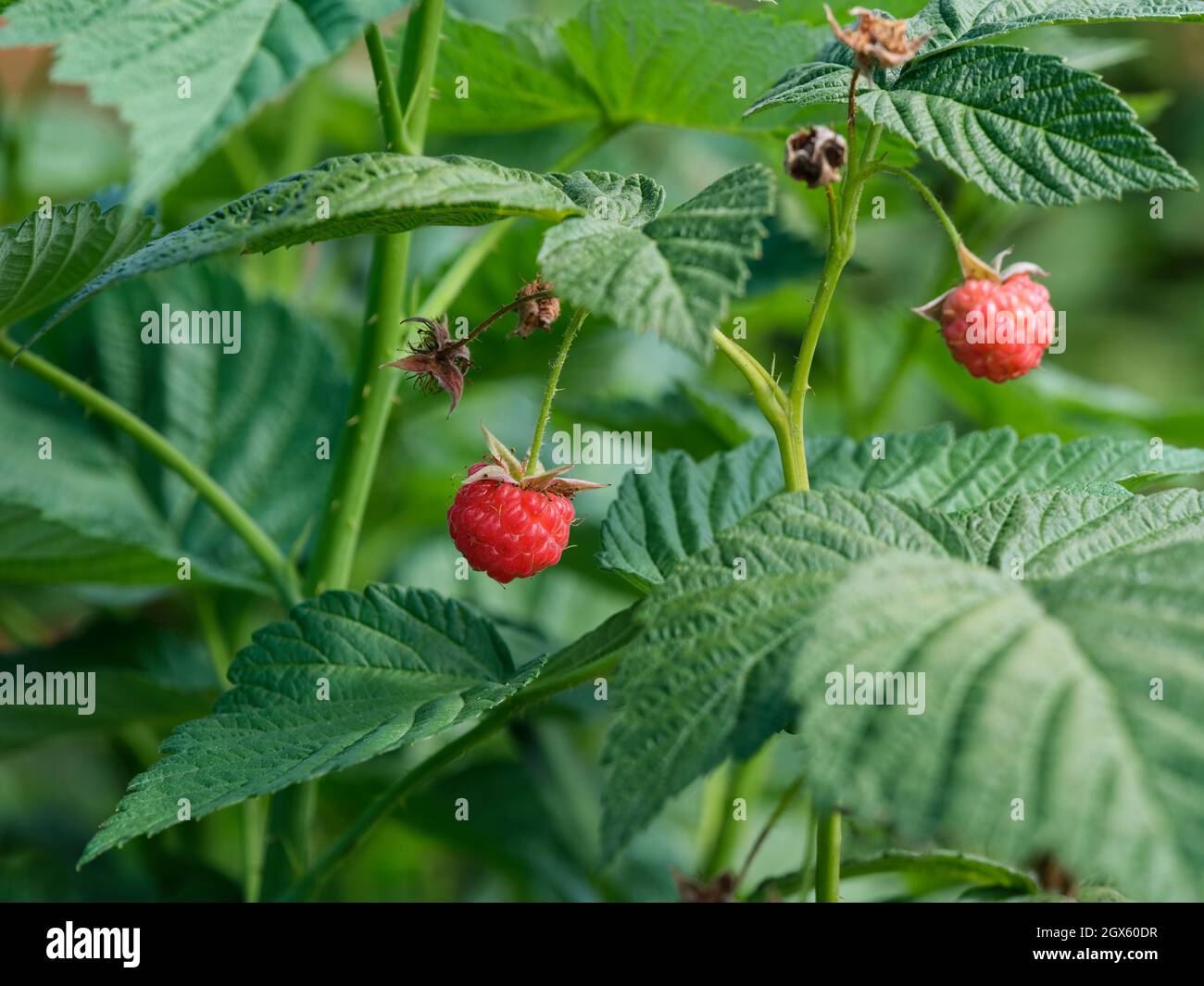 Red organic raspberries growth on a bush in nature. Close-up Stock ...