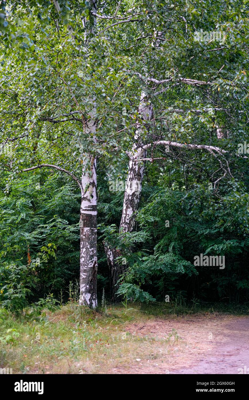Two birch trees in nature. Summer time Stock Photo - Alamy