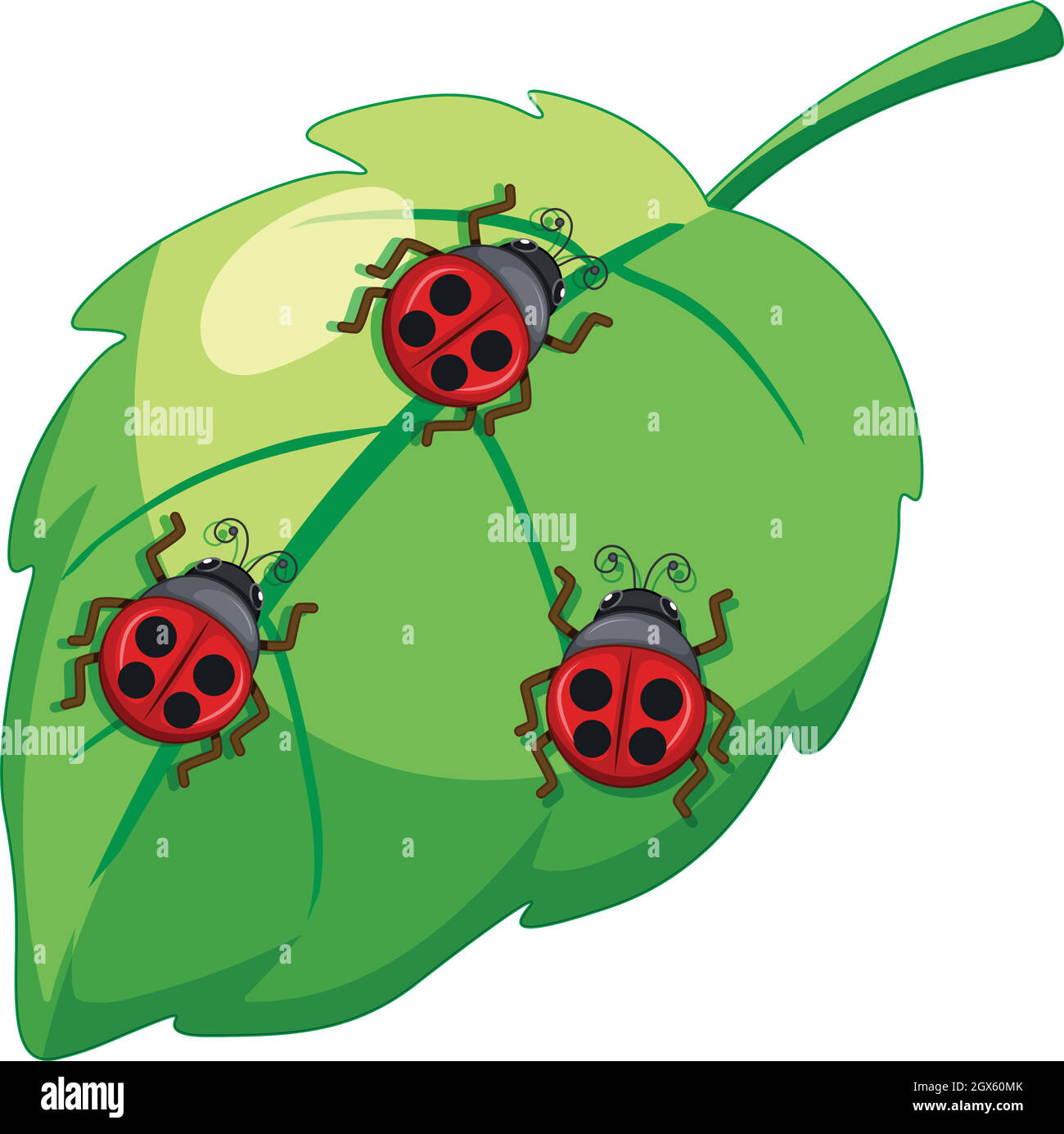 Ladybug, lady bettle insects on a leaf Stock Vector Image & Art - Alamy