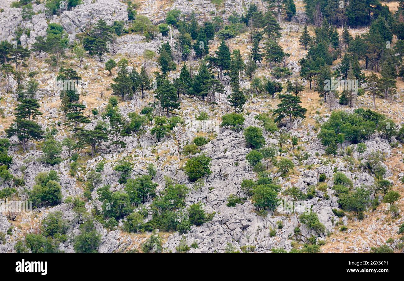 Various trees grow on the mountainside in the rock Stock Photo - Alamy