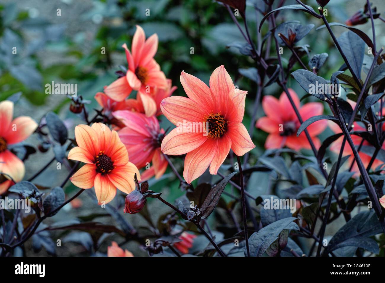 Close up of the orange flower of Dahlia Hadrian's Sunset Stock Photo ...