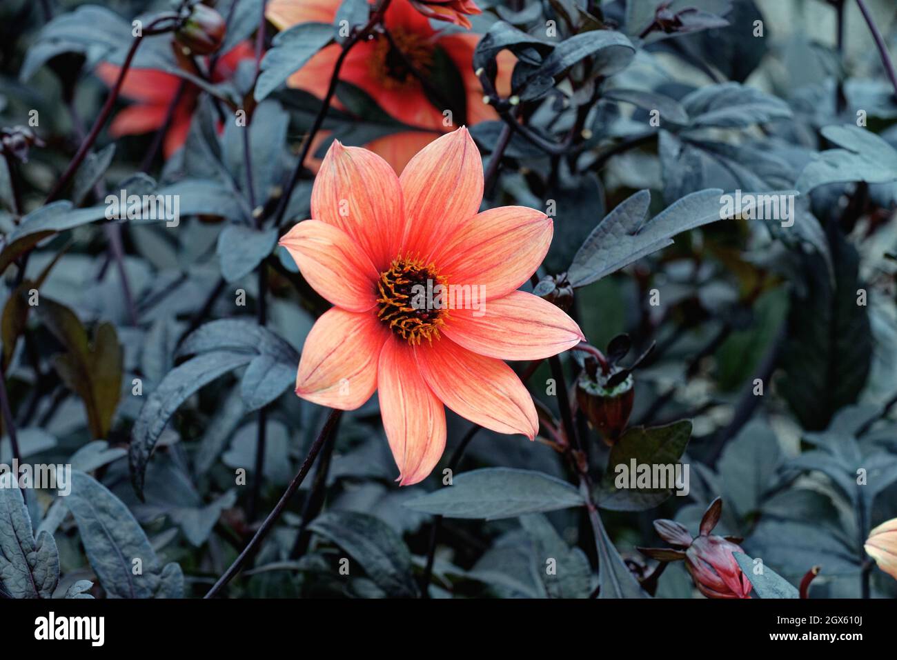 Close up of the orange flower of Dahlia Hadrian's Sunset Stock Photo ...