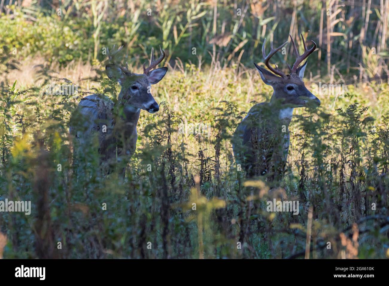 Two males white-tailed deer in fall season Stock Photo - Alamy