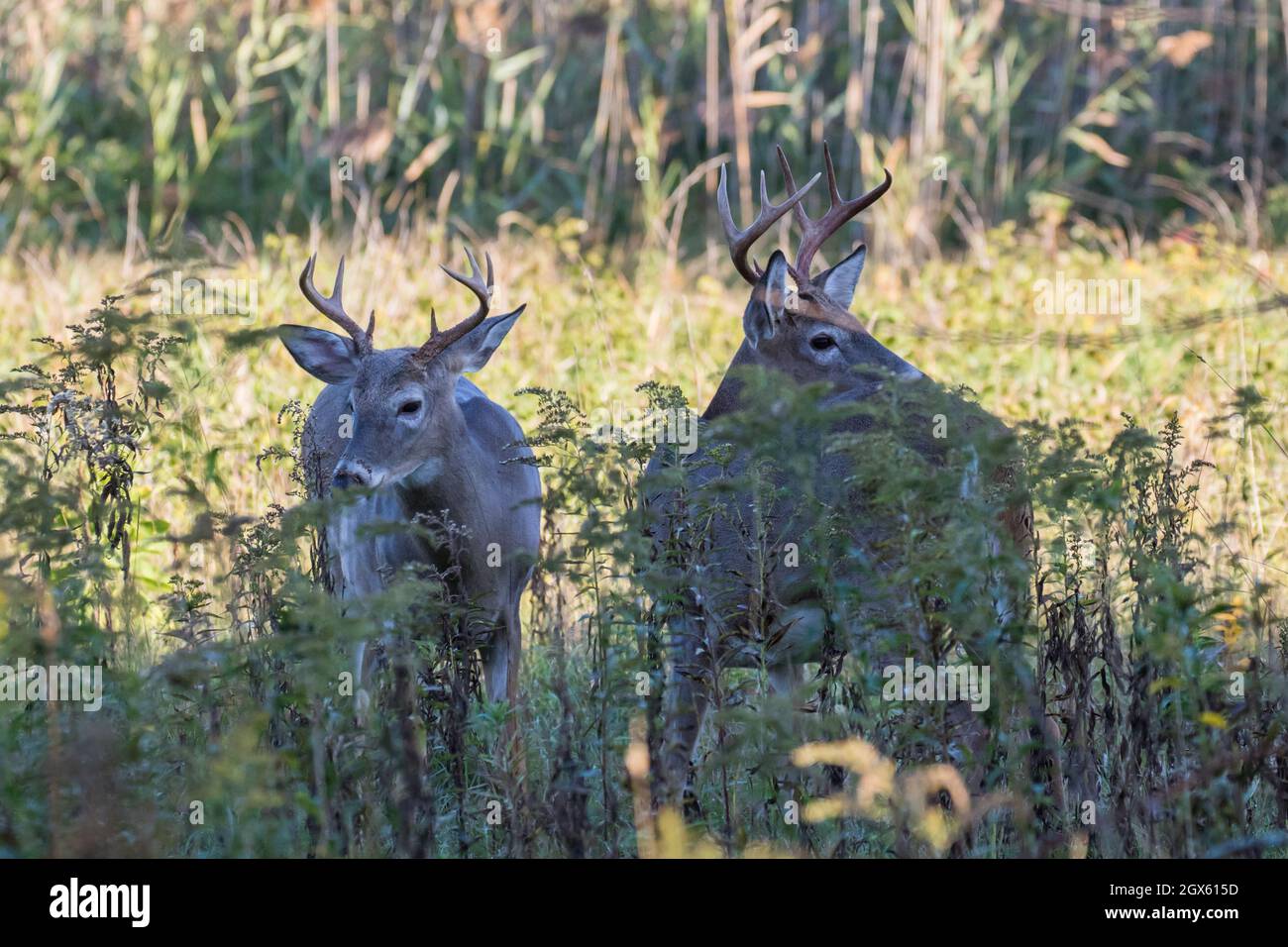 Two males white-tailed deer in fall season Stock Photo - Alamy