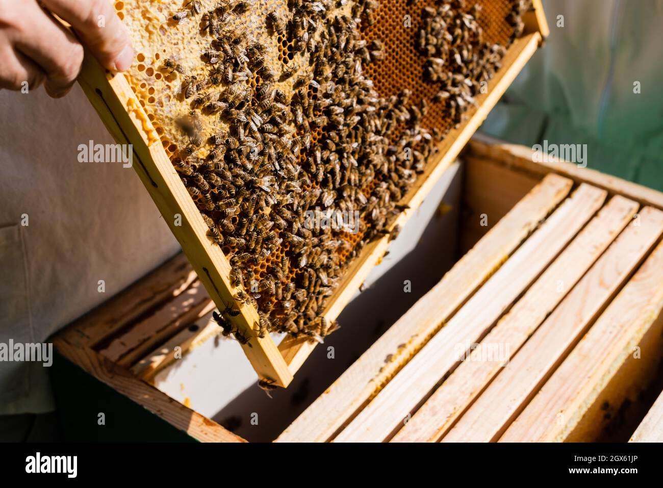 cropped view of apiculturist holding honeycomb frame near beehive in ...