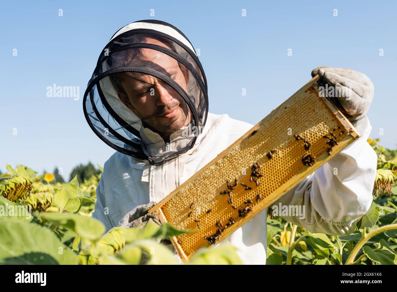 apiarist in beekeeping suit holding honeycomb frame with bees in ...