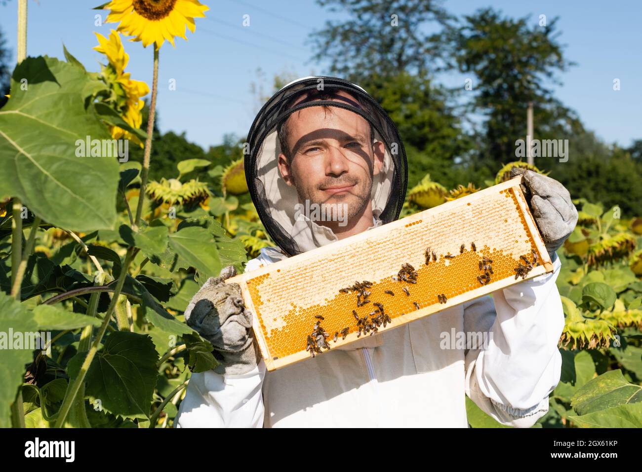 pleased beekeeper showing honeycomb with bees while standing in ...